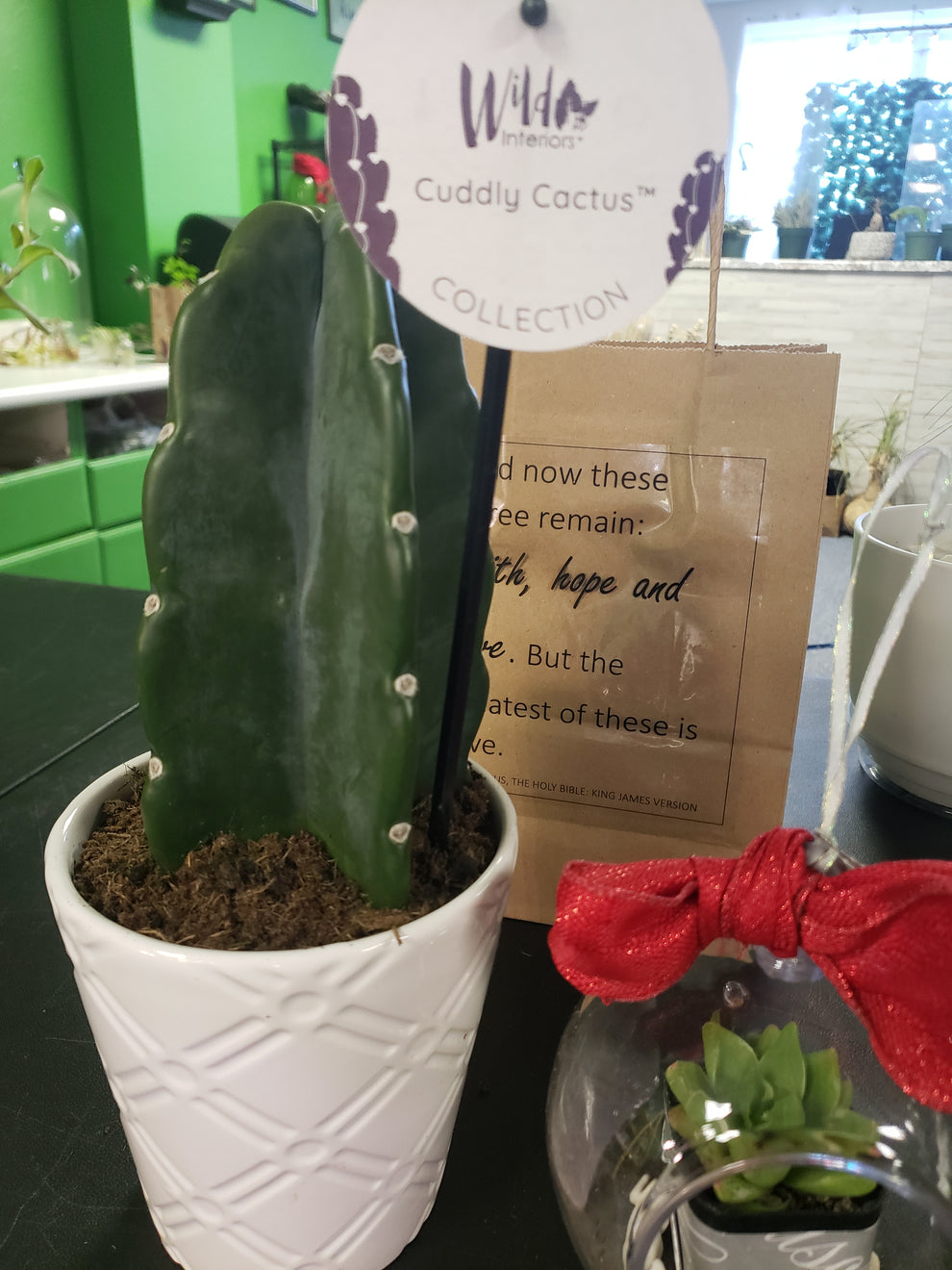 Cuddle Cactus – Plants and Things LLC